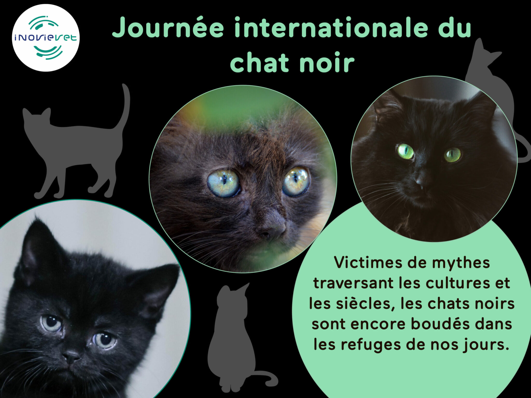 Le 17 août, c'était la Journée internationale du chat noir ! | Anydiag