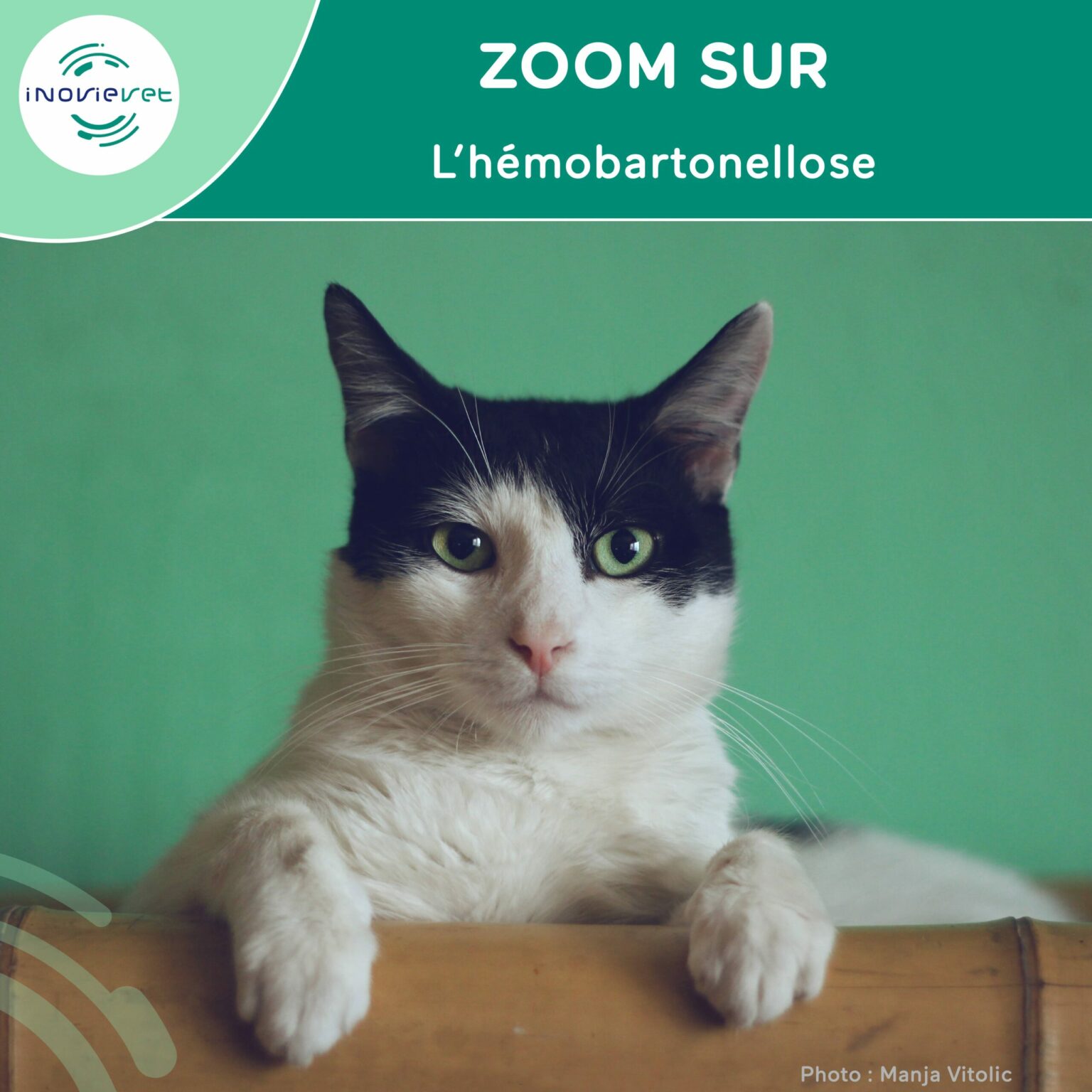 Tout savoir sur l'hémobartonellose | Anydiag