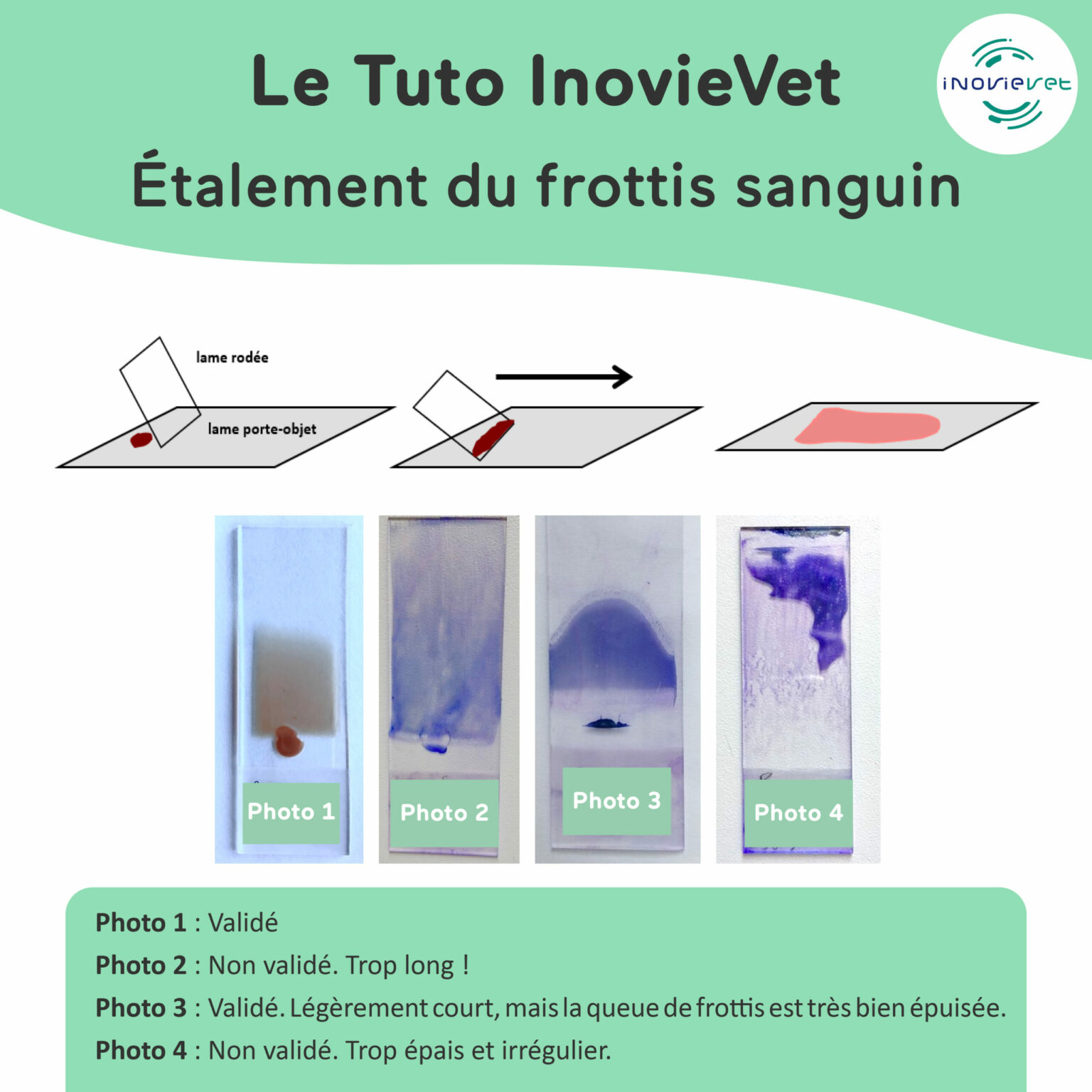 InovieVet vous explique comment devenir un.e pro du frottis sanguin ...